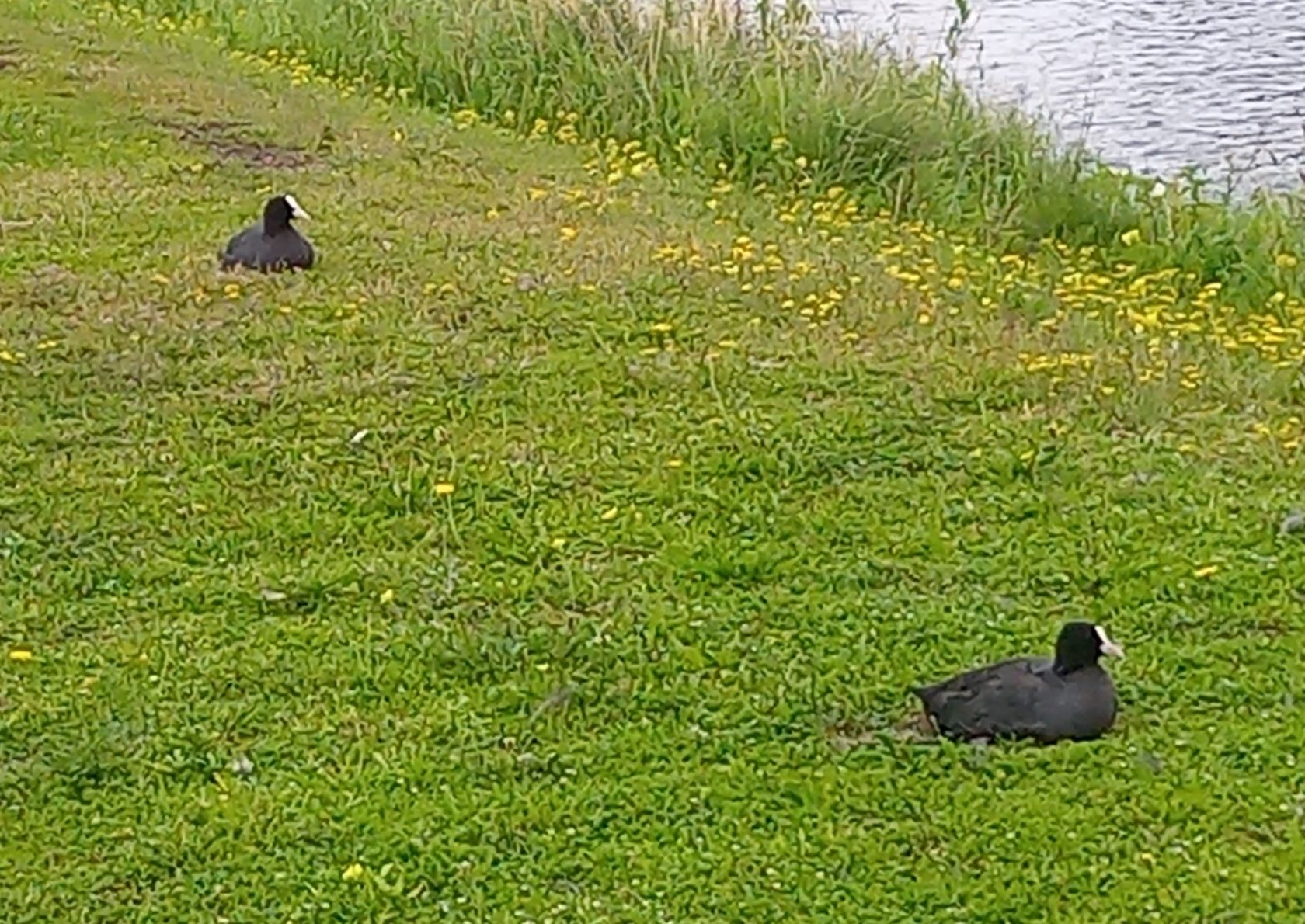 Waterkippen – Louise Cornelis